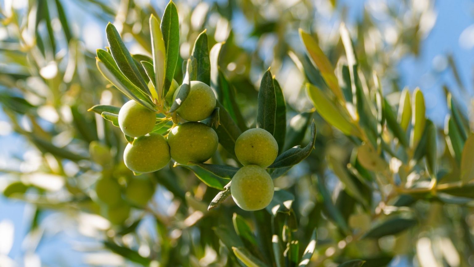 Olive Cultivation in Turkey and The Latest News of Olive - Konsept Tarim